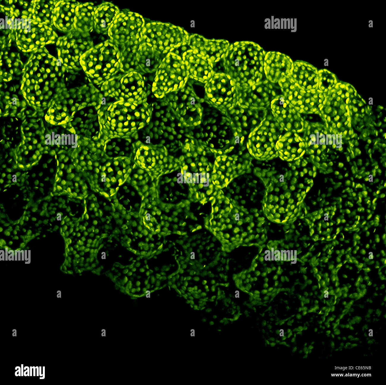 Arabidopsis thaliana leaf chloroplasts Stock Photo, Royalty Free Image ...