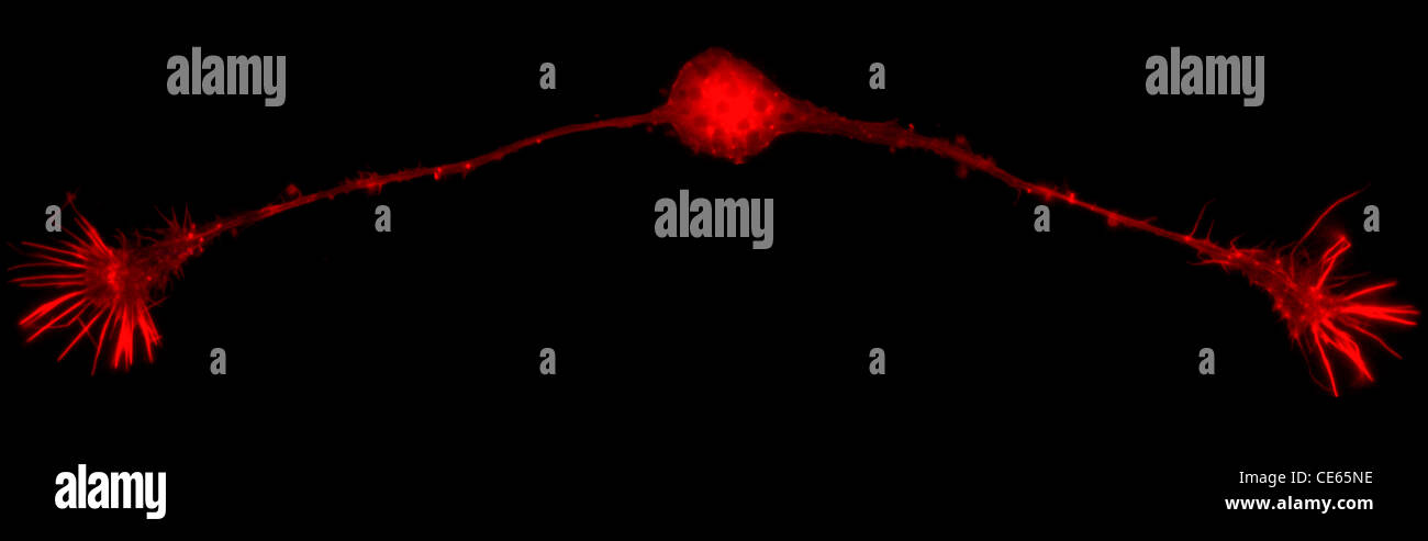 Neuron micrograph hi-res stock photography and images - Alamy
