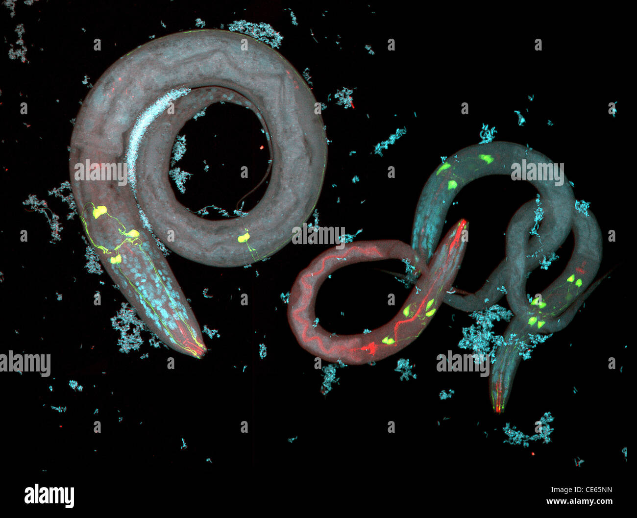 Nematode elegans hi-res stock photography and images - Alamy