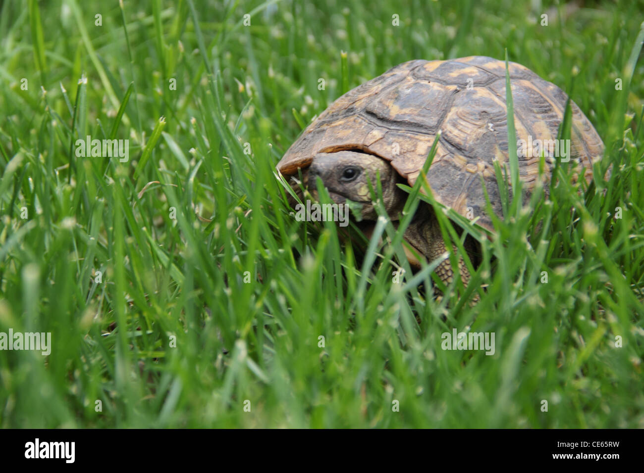 Tortoise in nature hi-res stock photography and images - Alamy