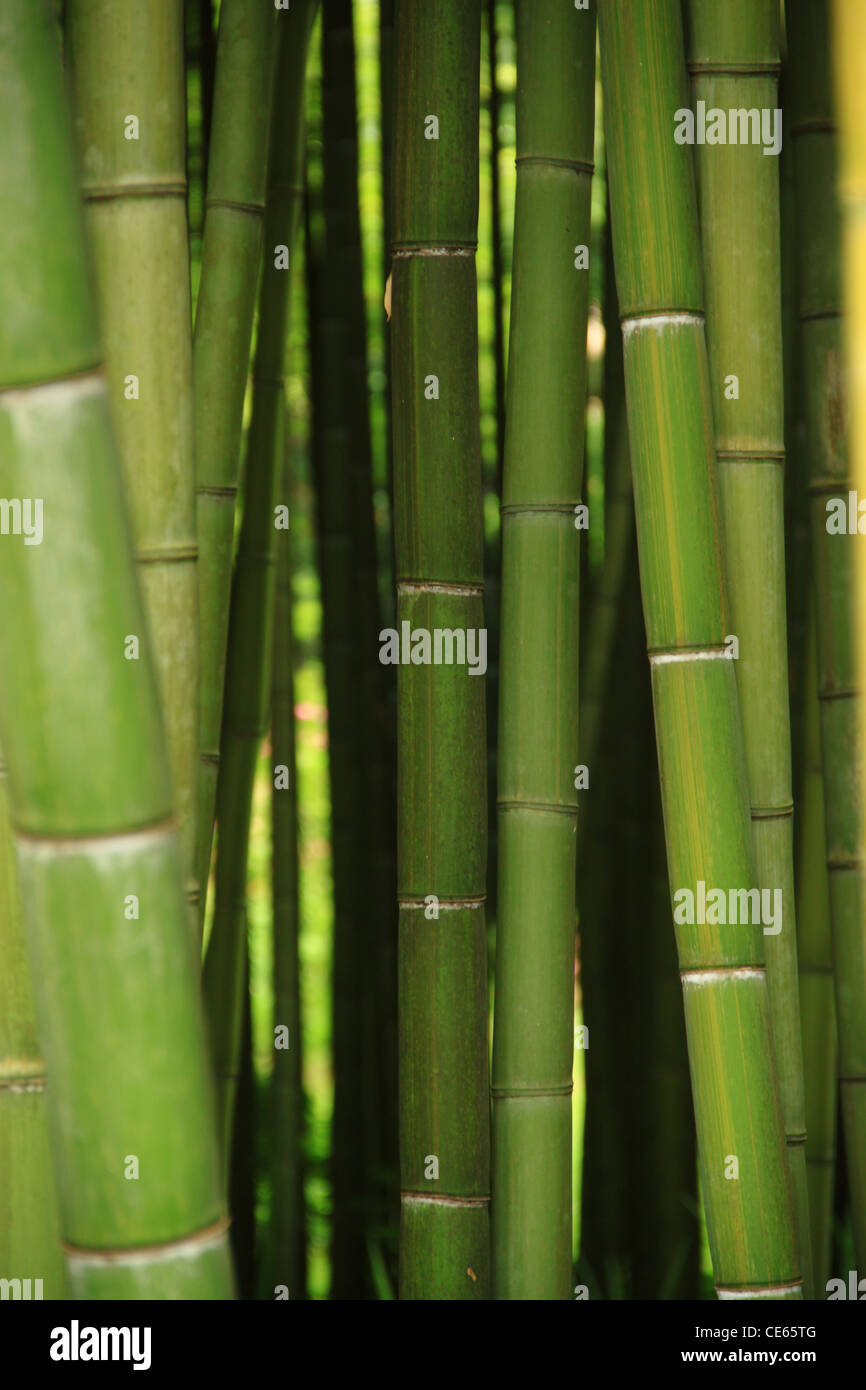 A forest of bamboo Stock Photo - Alamy