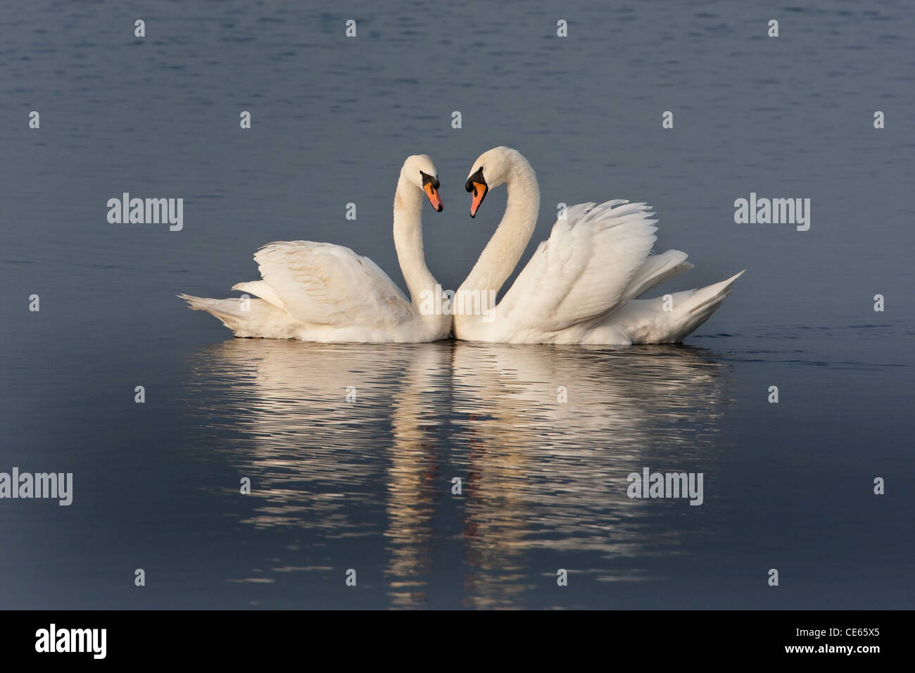 Mute Swans - love is in the air Stock Photo - Alamy