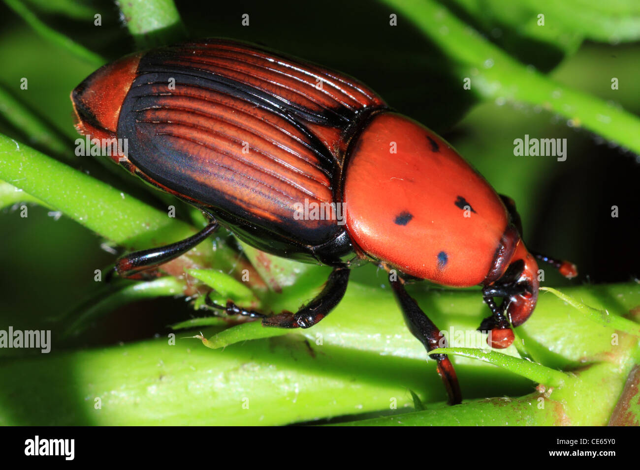 The red palm weevil is an asian beetle who is devastating hundreds of ...