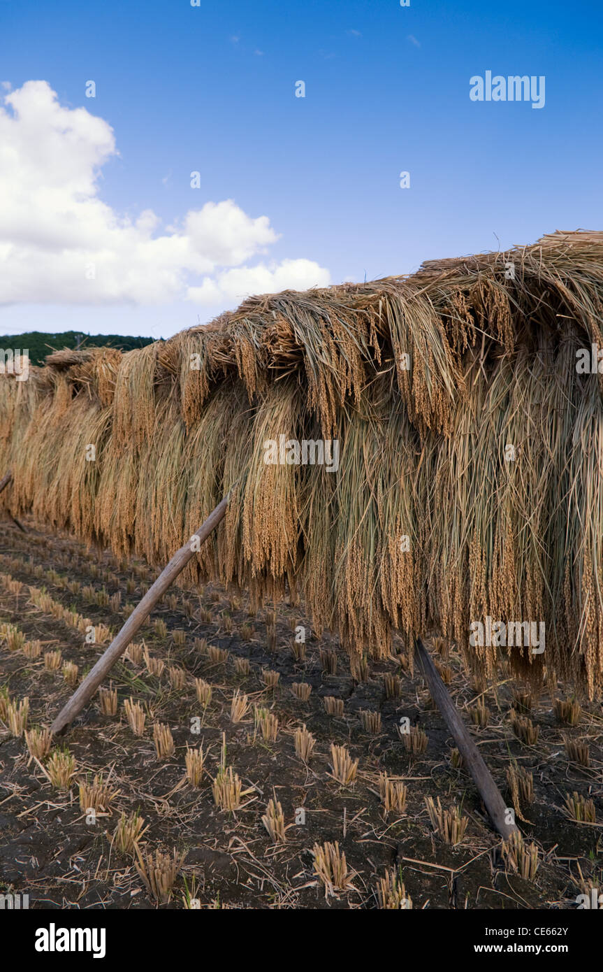 Rice sheaves hi-res stock photography and images - Alamy