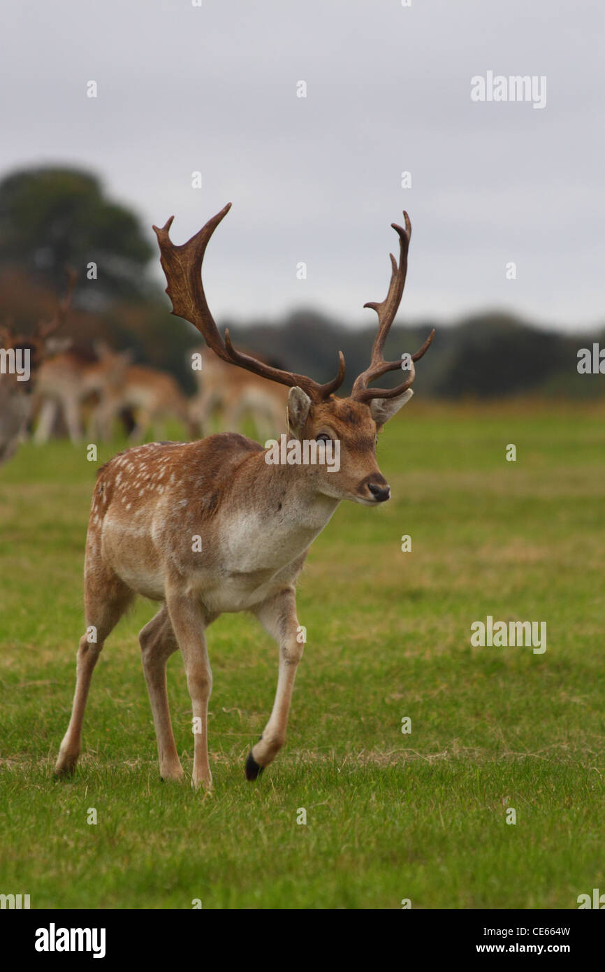 A buck (male fallow deer) is moving away from the herd Stock Photo - Alamy