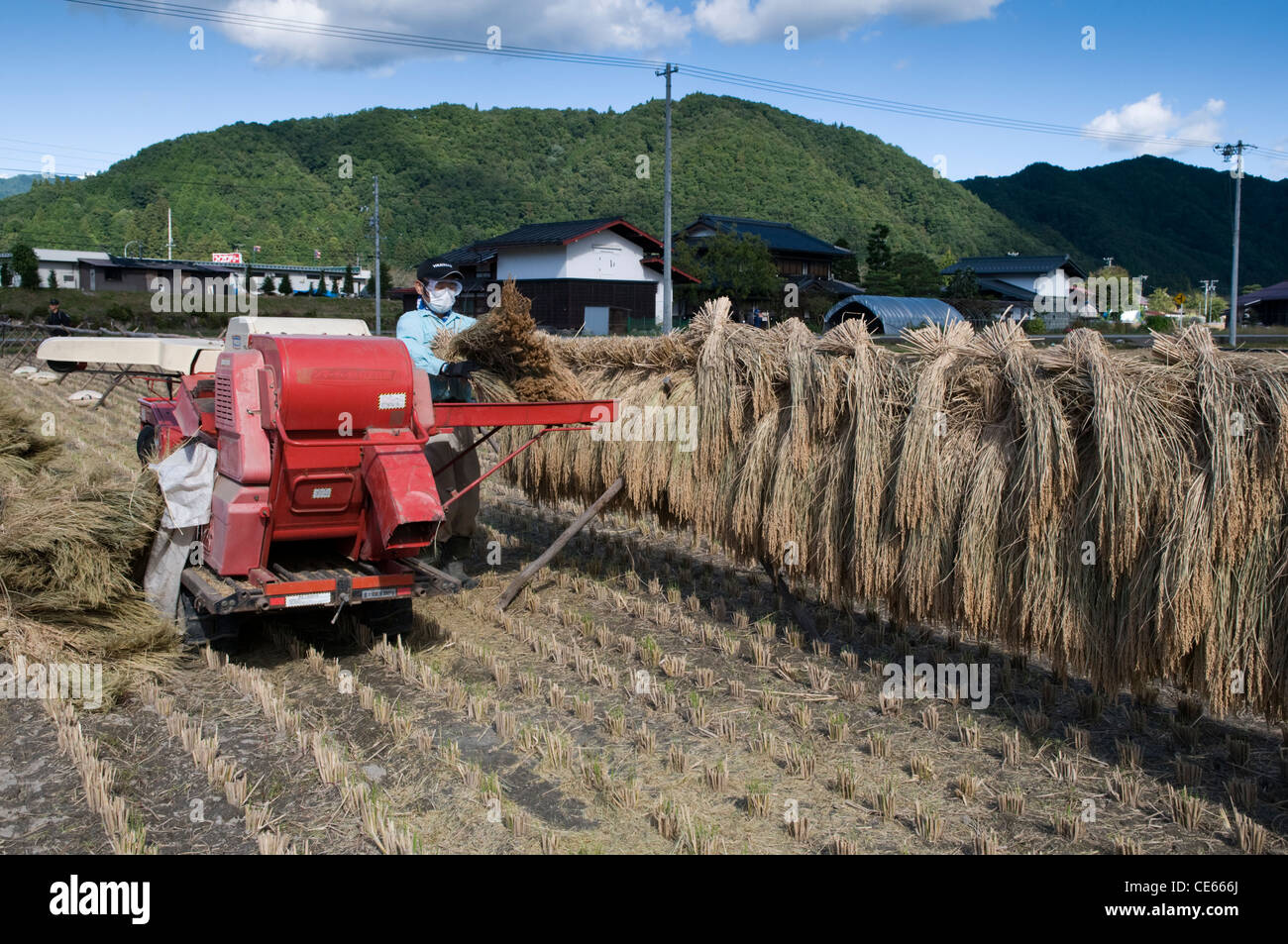 Harvesting rice Takayama Japan Stock Photo - Alamy