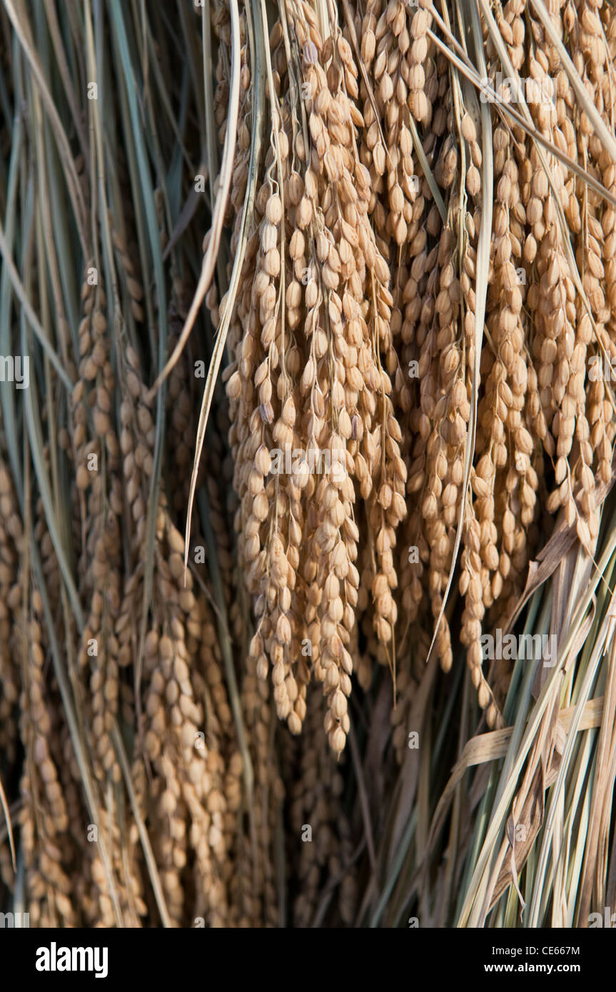 Close up of sheaves of recently harvested rice hanging to dry Takayama ...