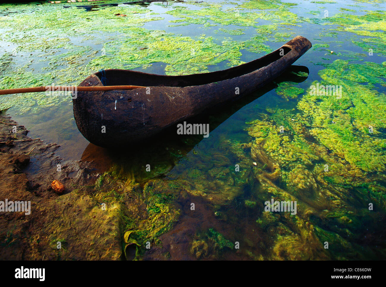 Dugout canoe ; boat ; Dugout tree ; logboat ; monoxylon ; hollowed tree ...
