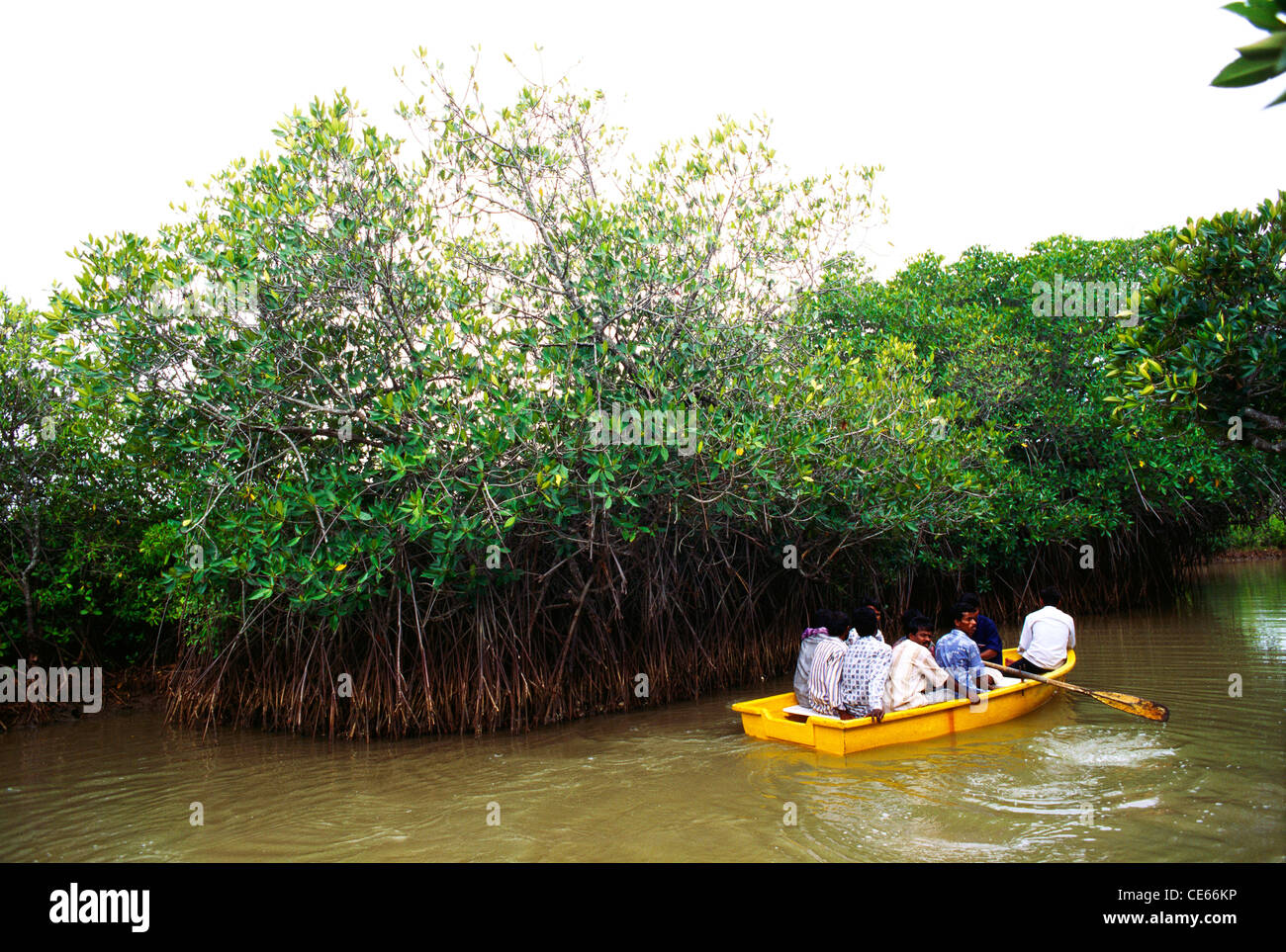Boating in Pichavaram Mangrove Forest ; Pichavaram backwater ...