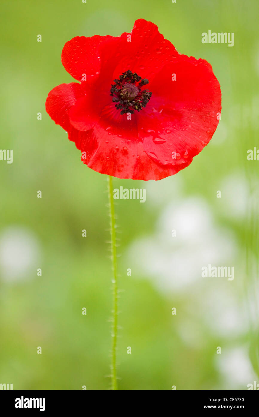 Poppy project hi-res stock photography and images - Alamy