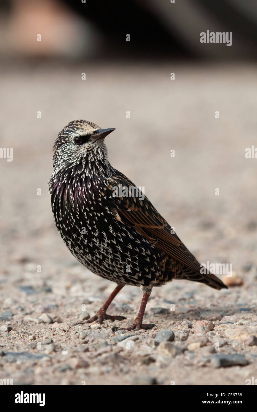 Sturnus Vulgaris (European Starling) taken in the Car Park at Lands End ...