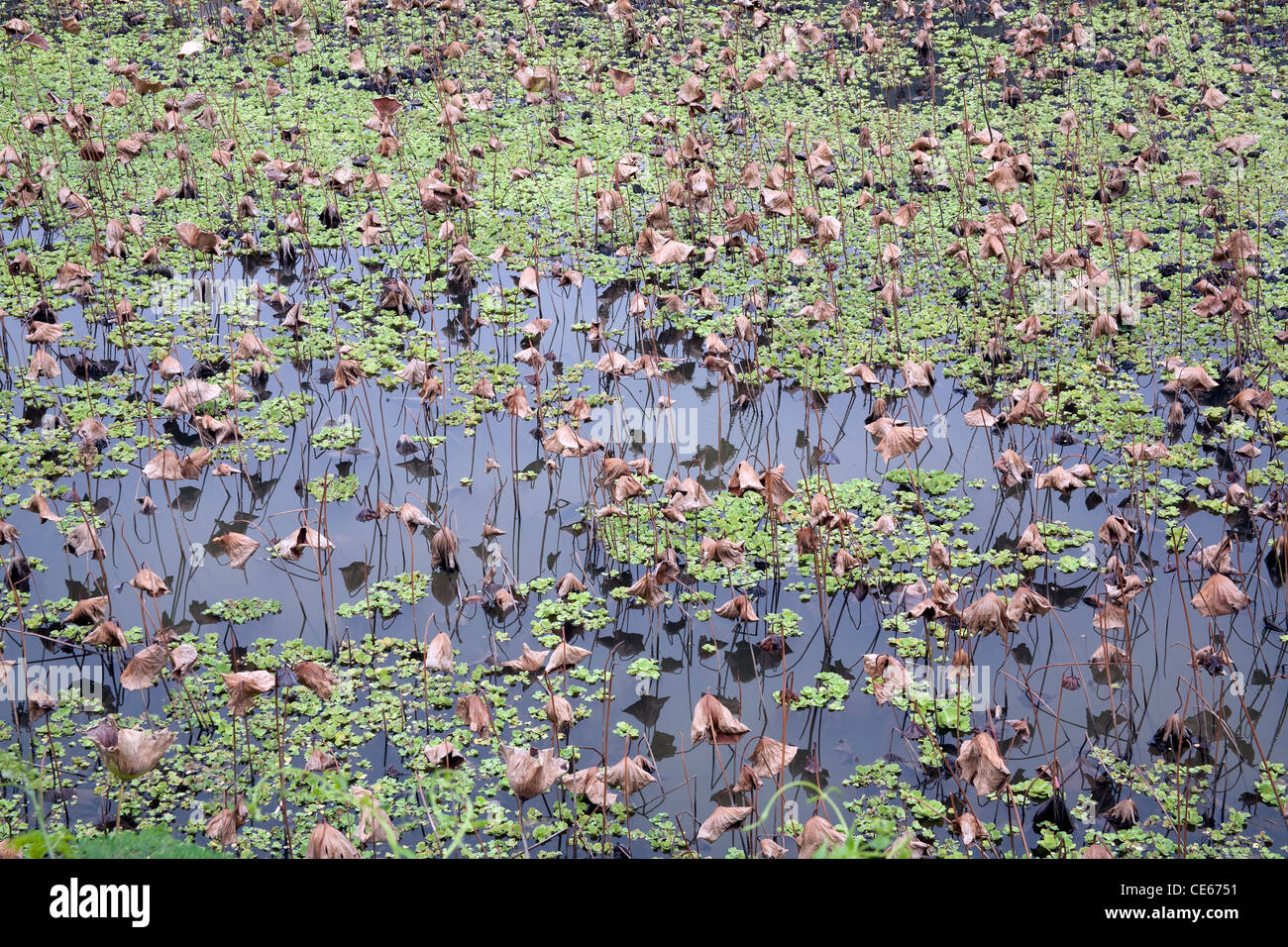 Sar lake hi-res stock photography and images - Alamy
