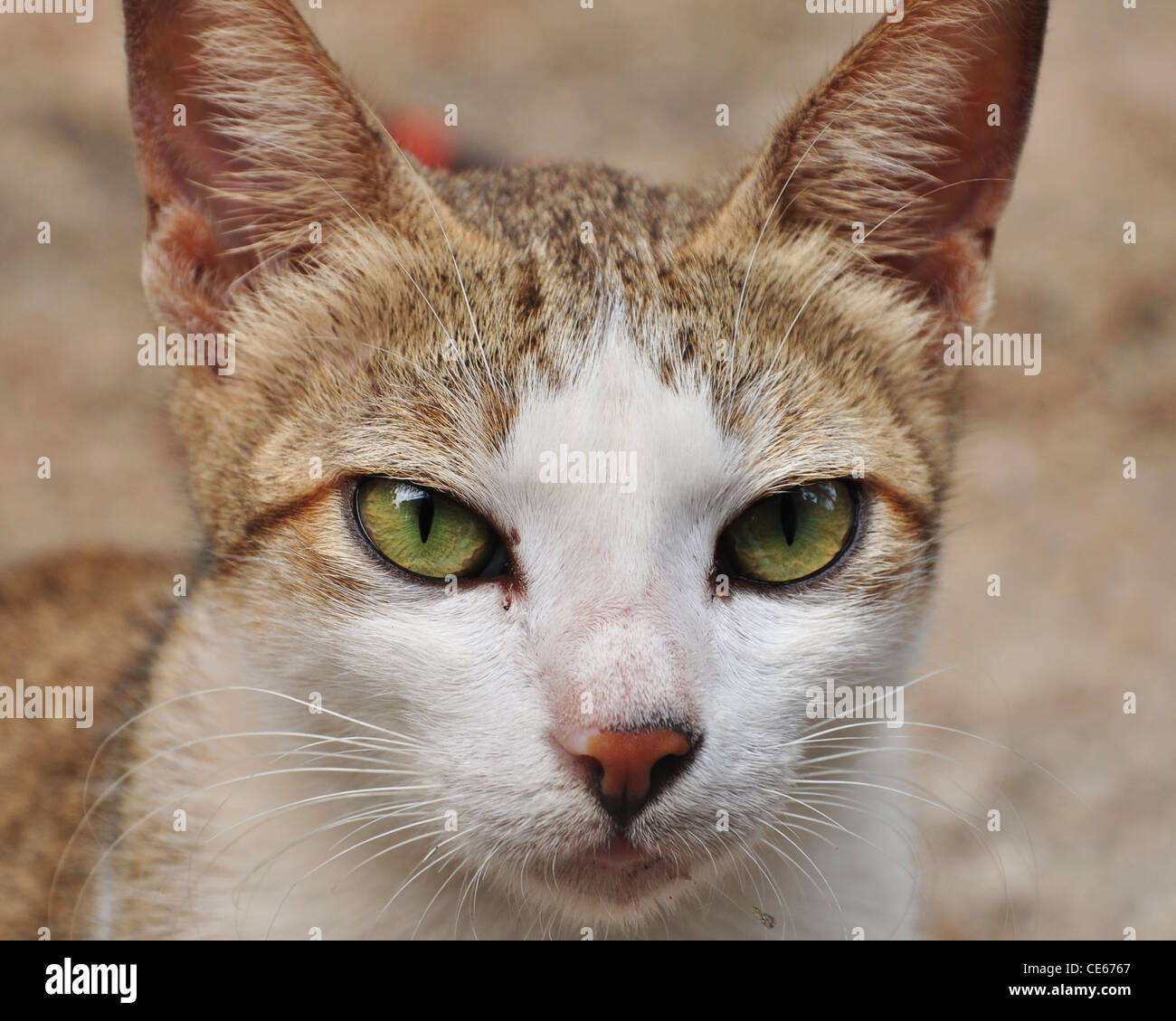 Fierce cat hi-res stock photography and images - Alamy