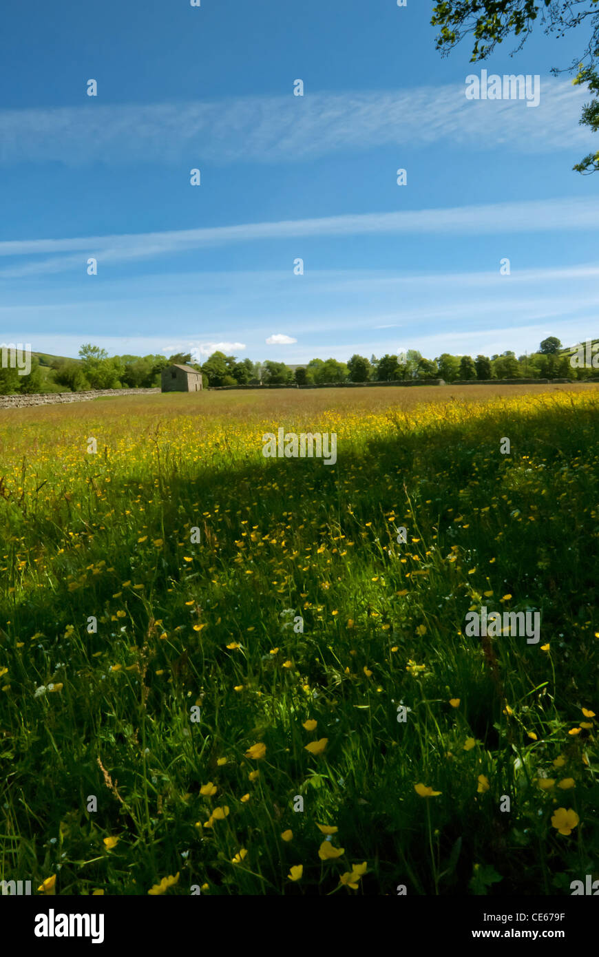 Flowering meadows in Swaledale Stock Photo - Alamy