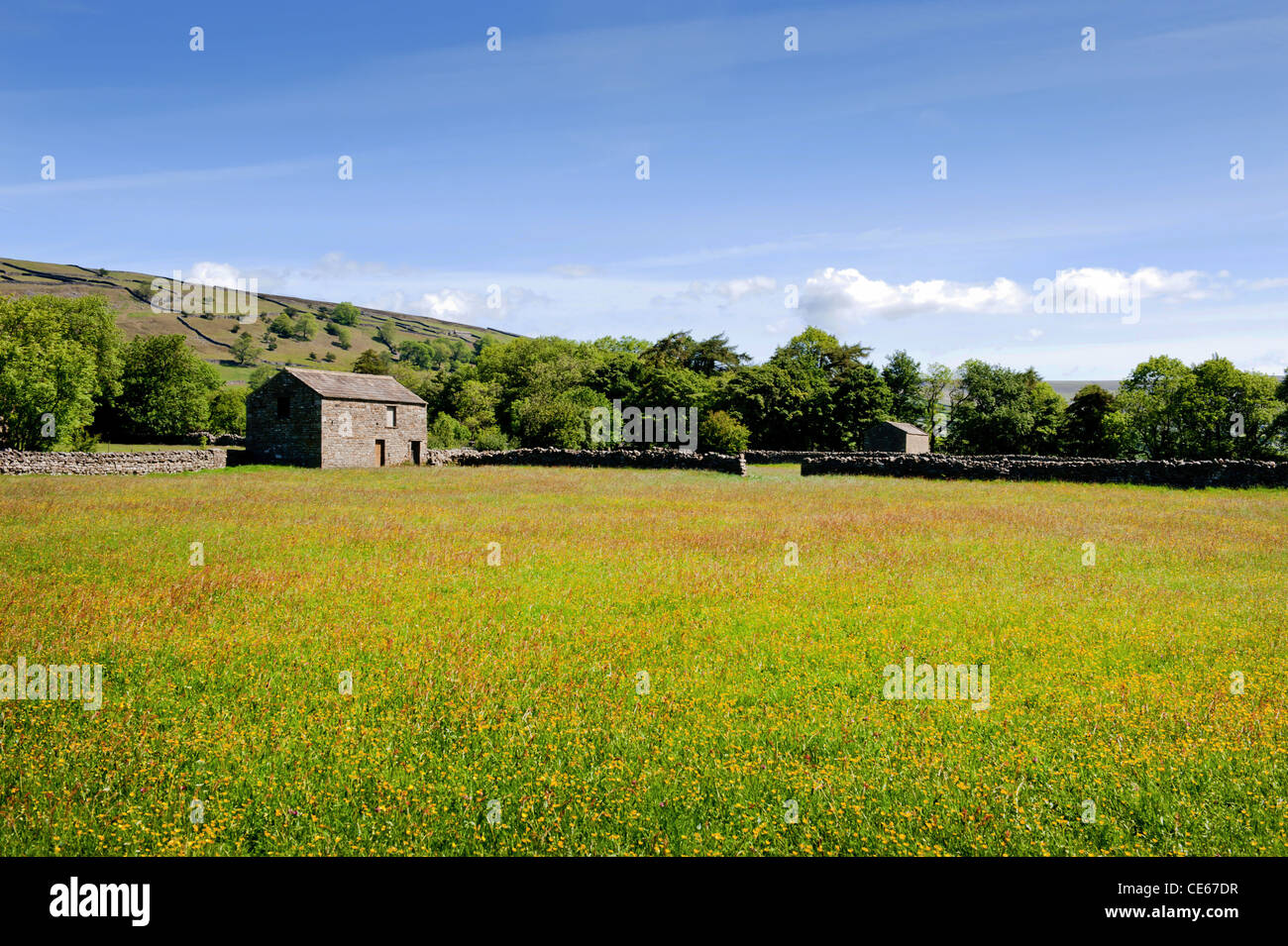 Flowering meadows in Swaledale Stock Photo - Alamy