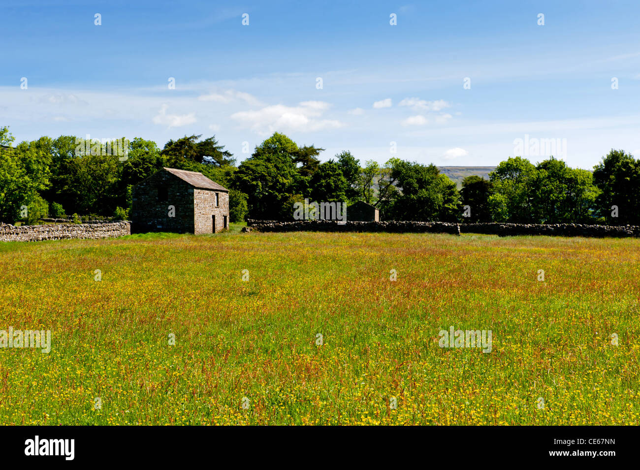 Flowering meadows in Swaledale Stock Photo - Alamy