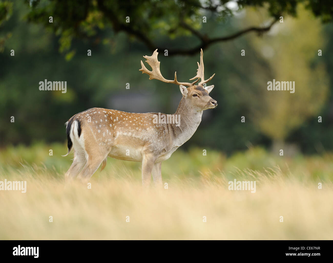 Eurasian deer hi-res stock photography and images - Alamy