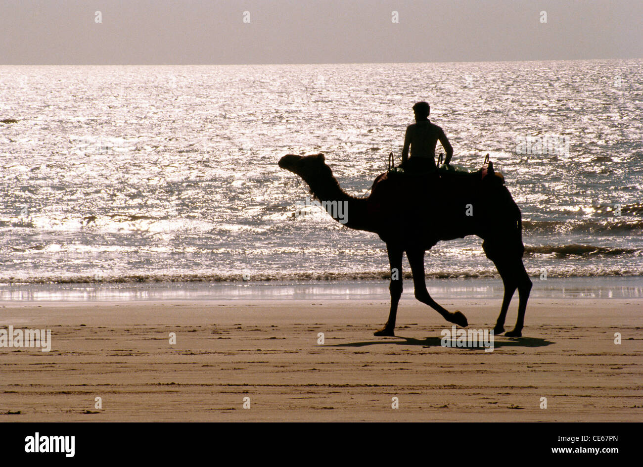 Silver camel hi-res stock photography and images - Alamy