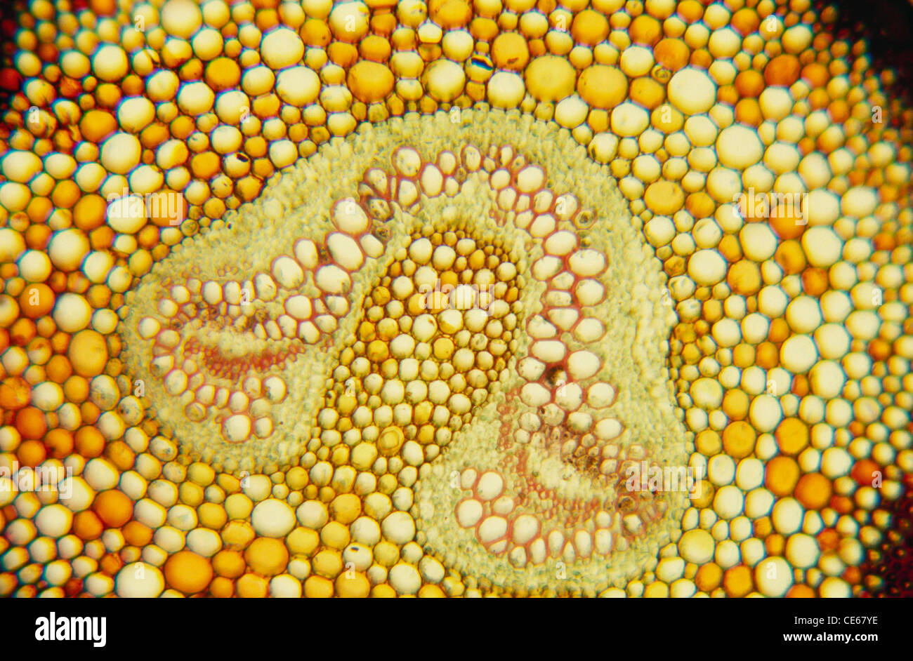 Cheilanthes species Magnification 100x Stock Photo - Alamy