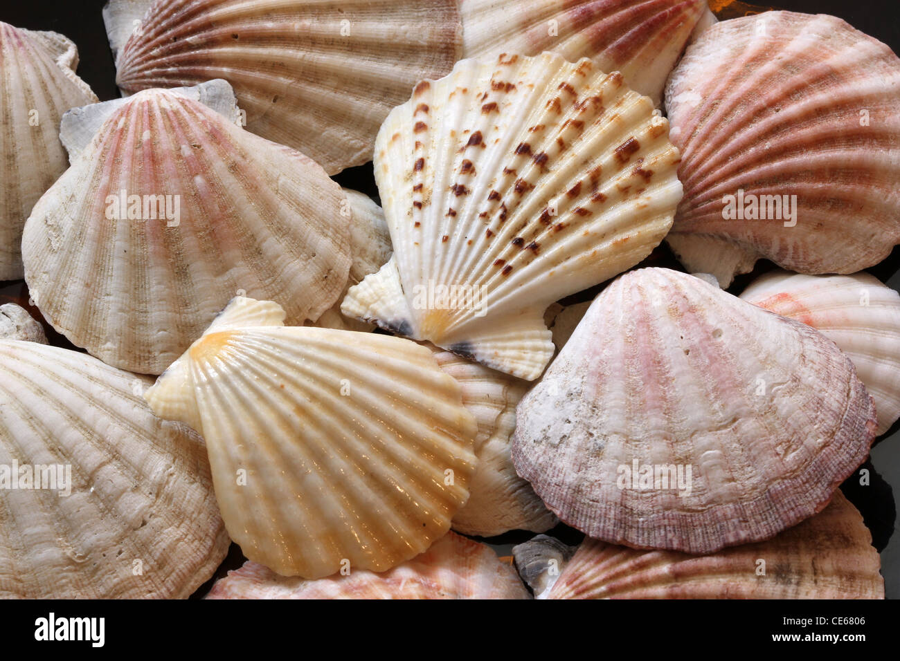 Arranged shells hi-res stock photography and images - Alamy