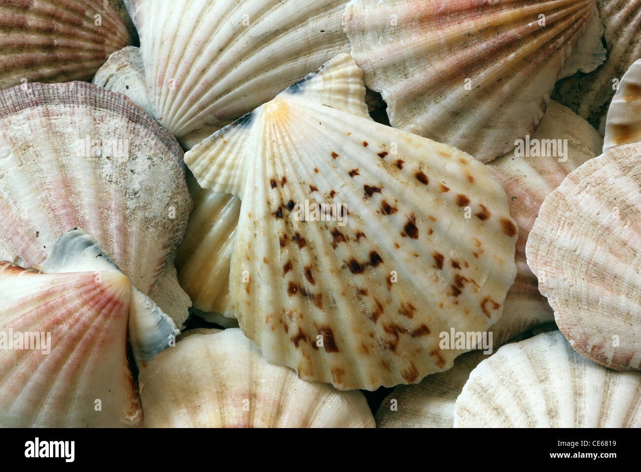 Food with shells hi-res stock photography and images - Alamy