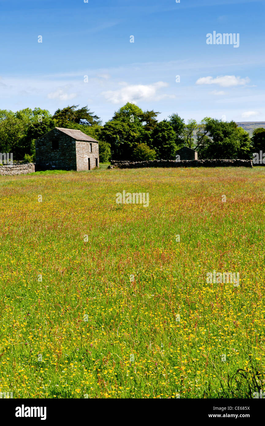 Flowering meadows in Swaledale Stock Photo - Alamy