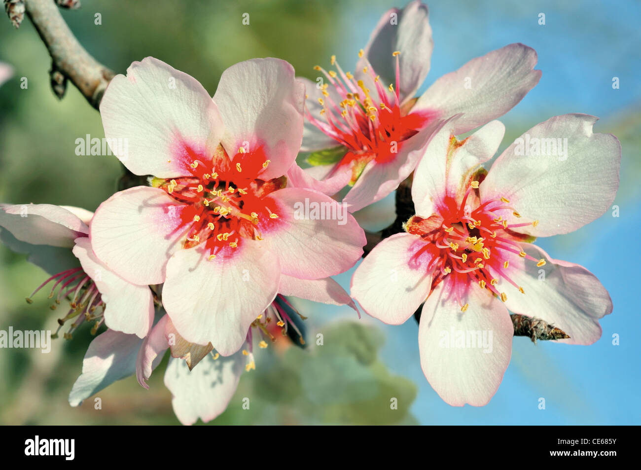 Portugal, Algarve: Almond tree in blossom Stock Photo - Alamy