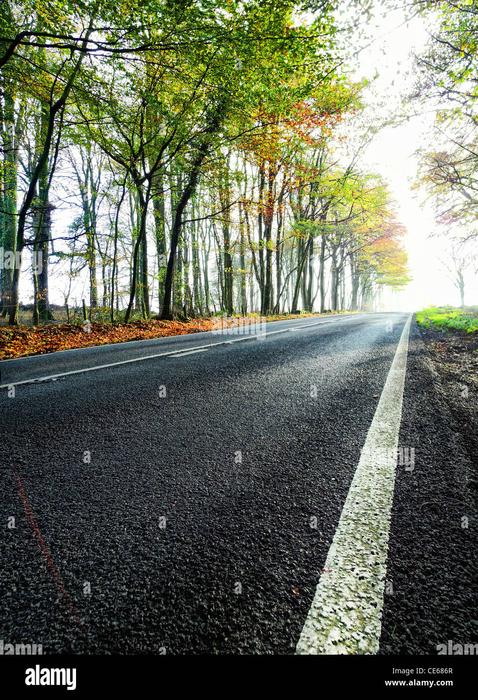 empty road and trees receding into distance Stock Photo - Alamy