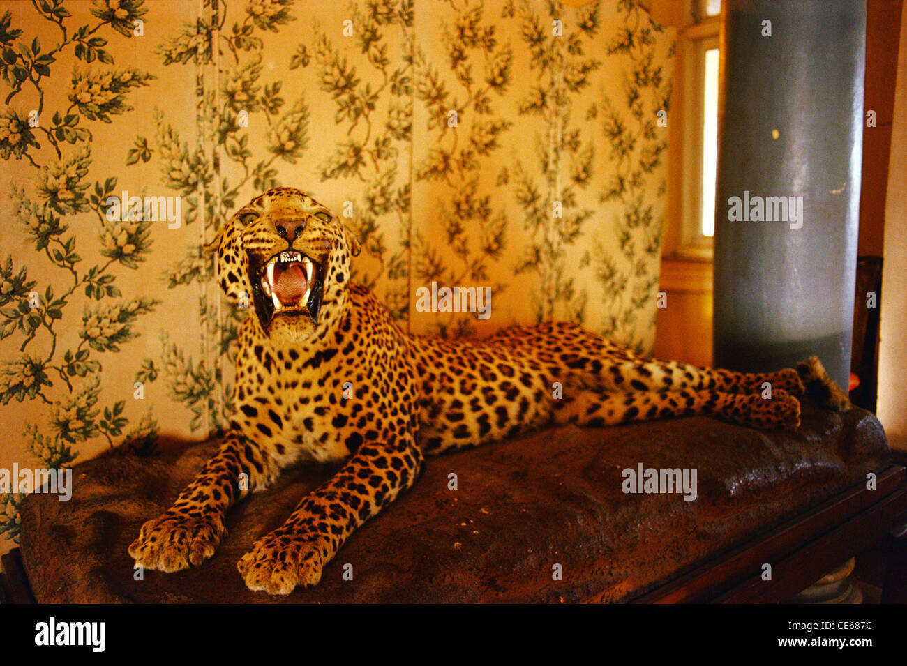 Stuffed leopard taxidermy mounted for display ; Panthera pardus ; Vijay ...