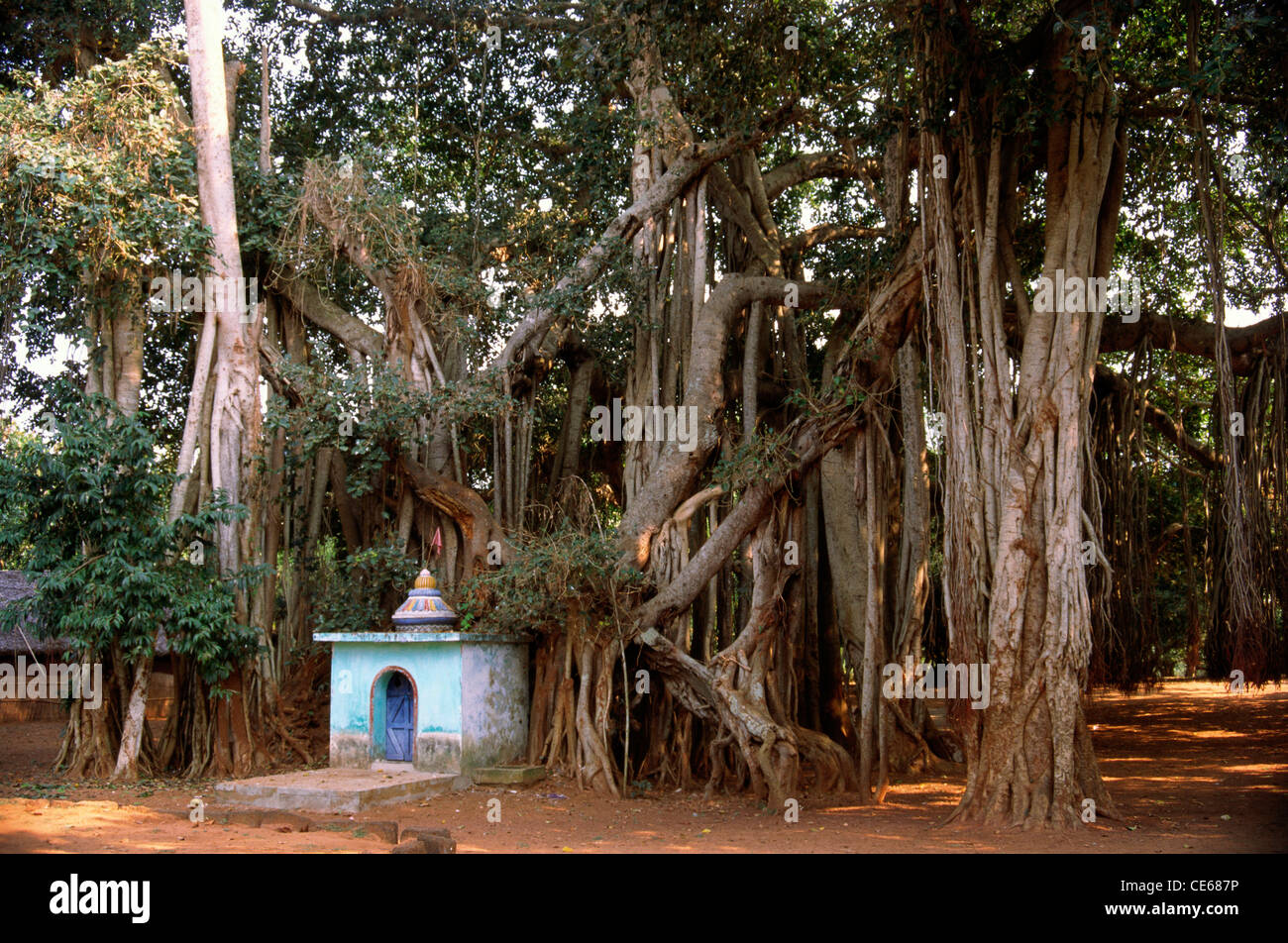 Temple and Banyan tree ; Satpaba ; Orissa ; India Stock Photo - Alamy