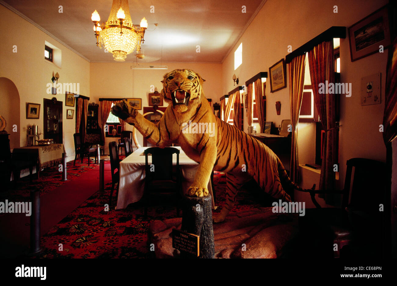 Taxidermy ; Stuffed real tiger statue mounted for display ; Durbar hall ...