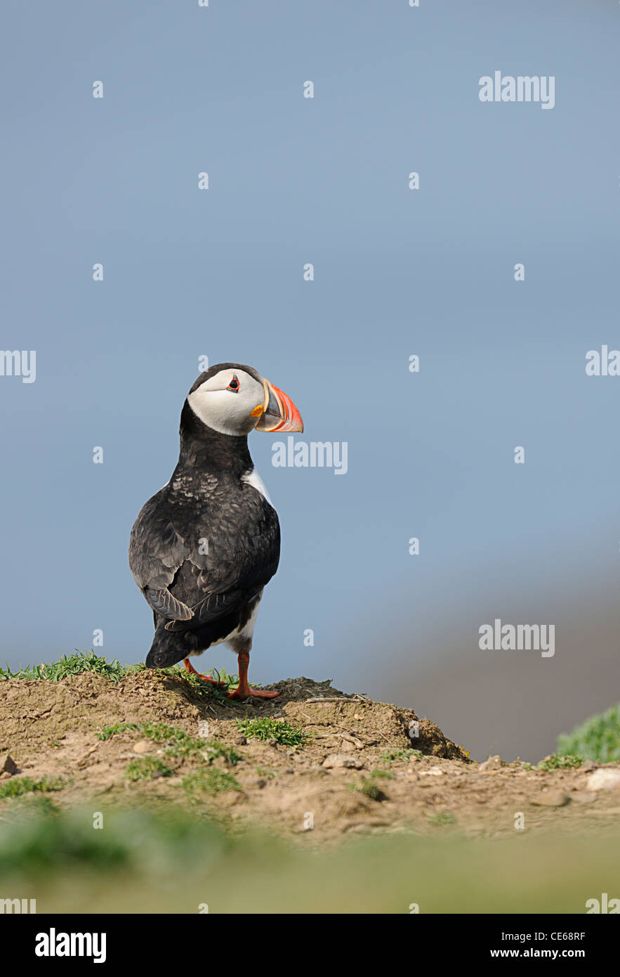 Puffin coloured beak hi-res stock photography and images - Alamy