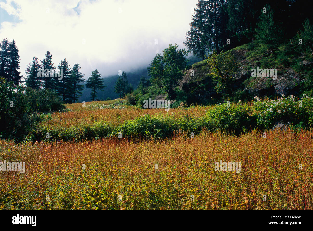 Himalayan landscape ; sky trees and fields ; Rakcham ; Raksham ; Sangla ...