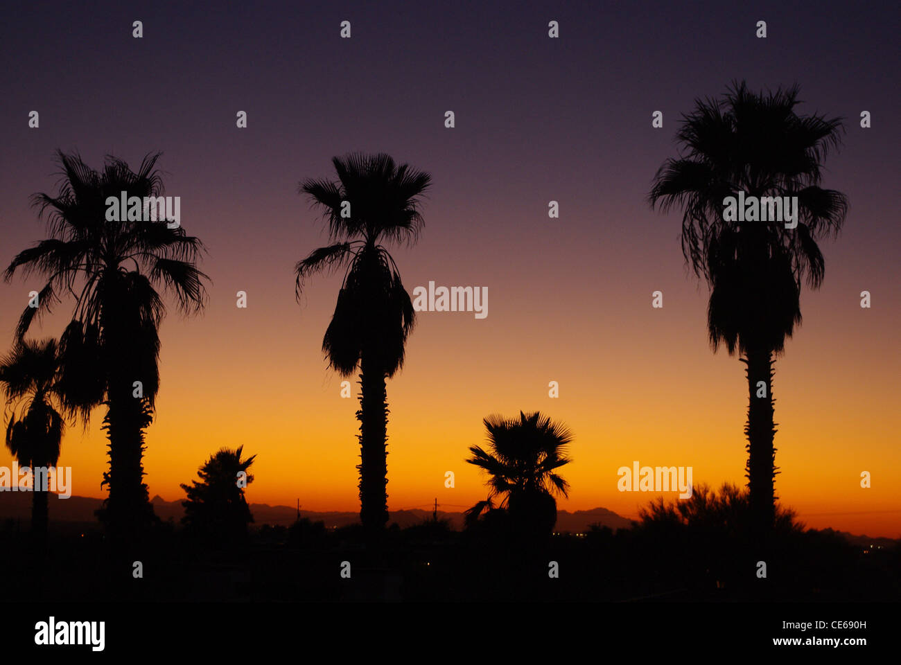 Desert sunset palms hi-res stock photography and images - Alamy
