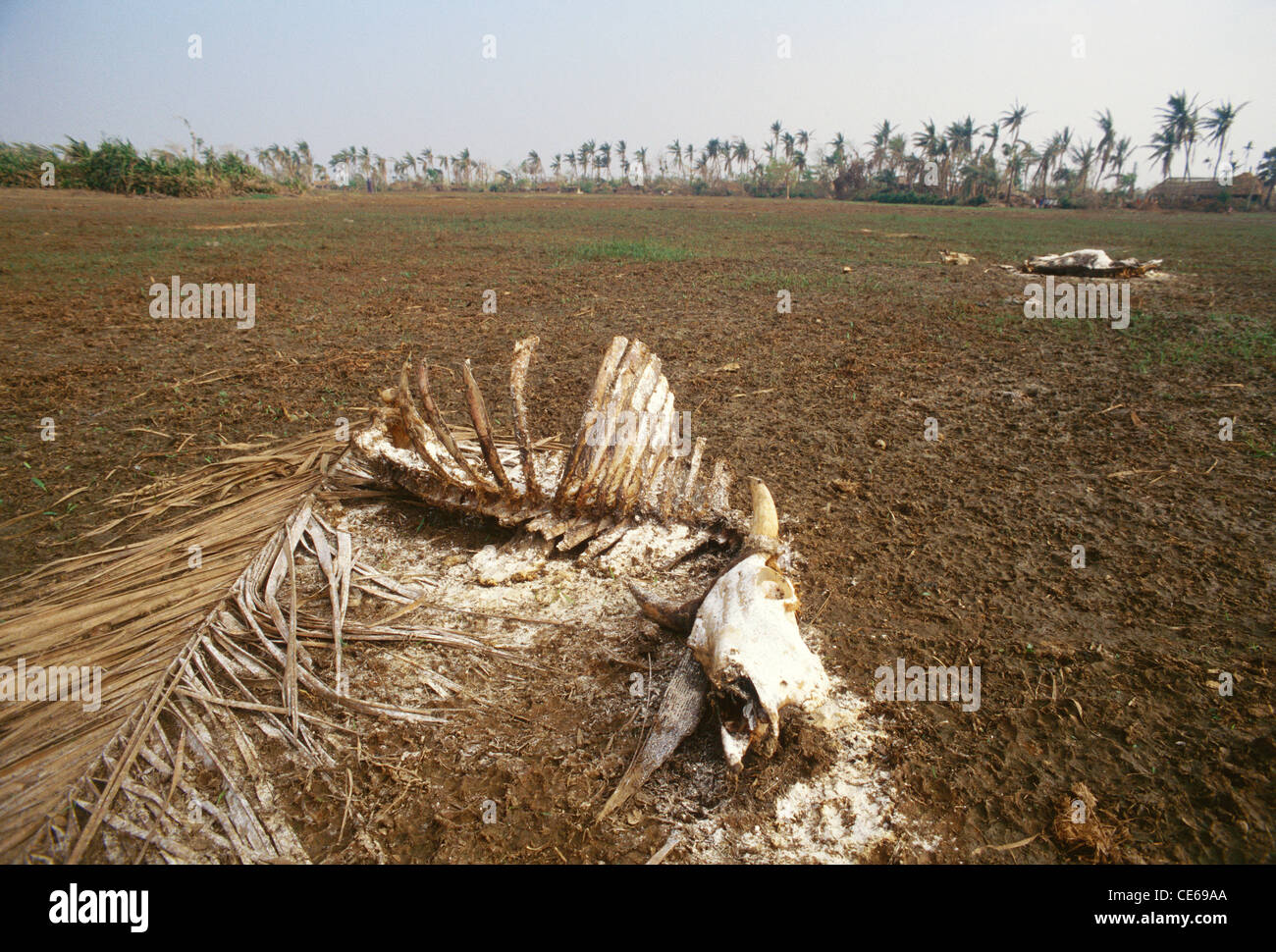 Dead bull skeleton ; 1999 Odisha tropical cyclone ; carcass after ...