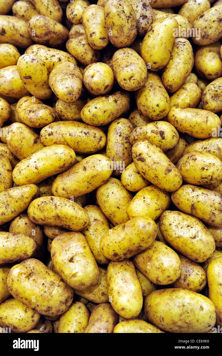 Unwashed potato hi-res stock photography and images - Alamy