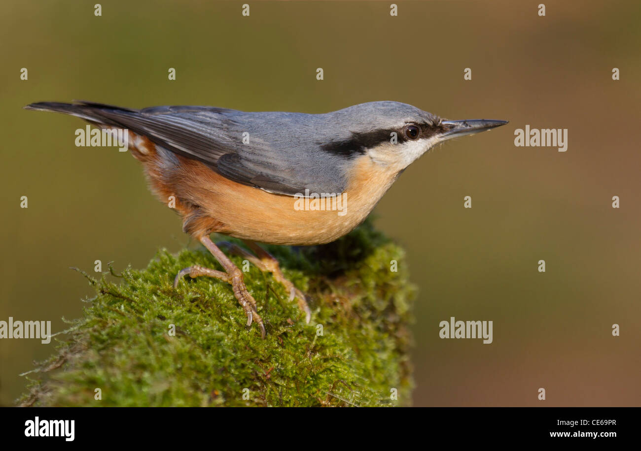Small nuthatch hi-res stock photography and images - Alamy