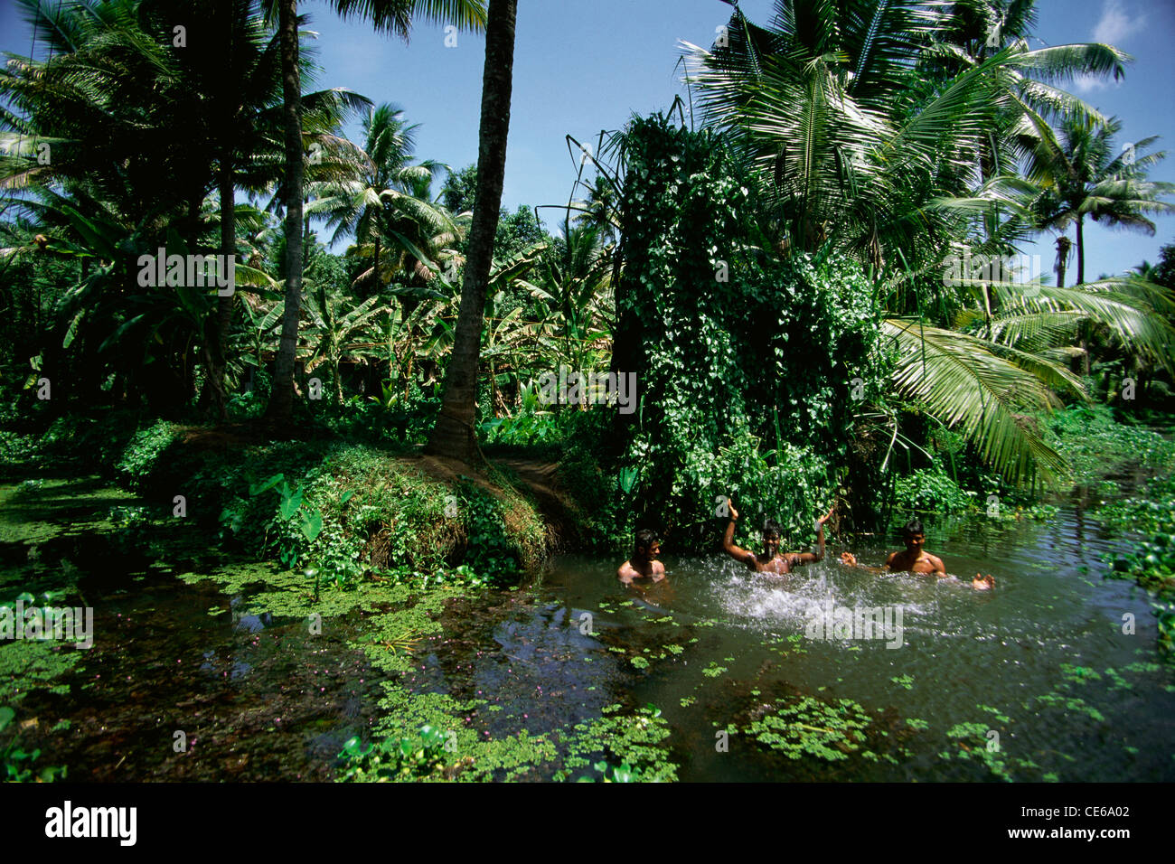 people bathing in backwater near Cochin ; Kerala ; India Stock Photo ...