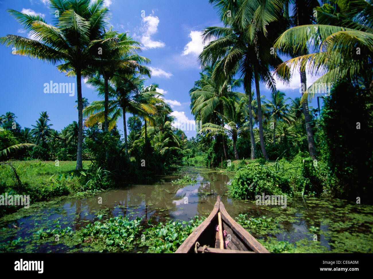 Backwaters ; Cochin ; Kochi ; Kerala ; India ; Asia Stock Photo - Alamy