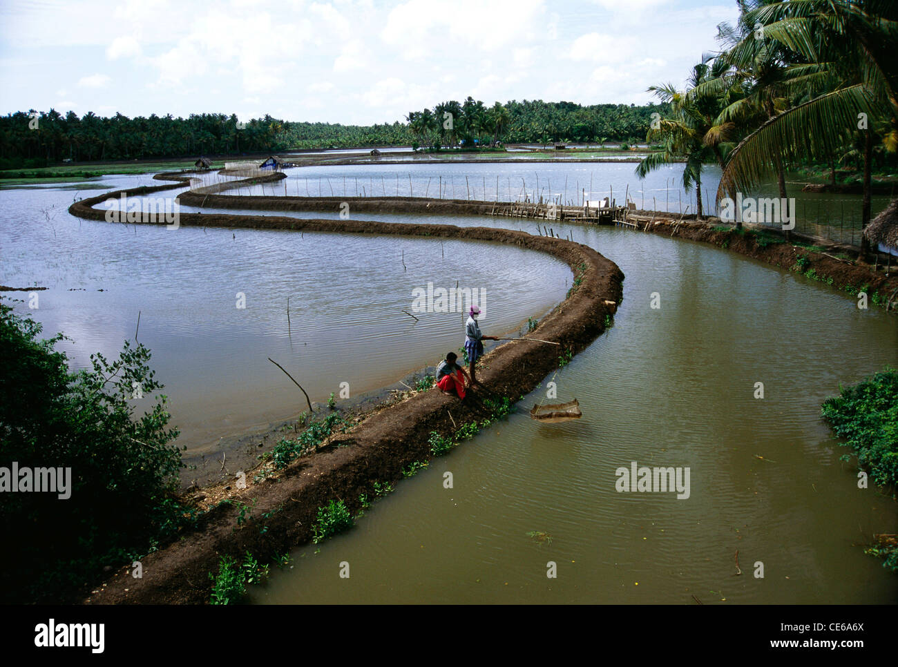 Fish farm in kerala hi-res stock photography and images - Alamy