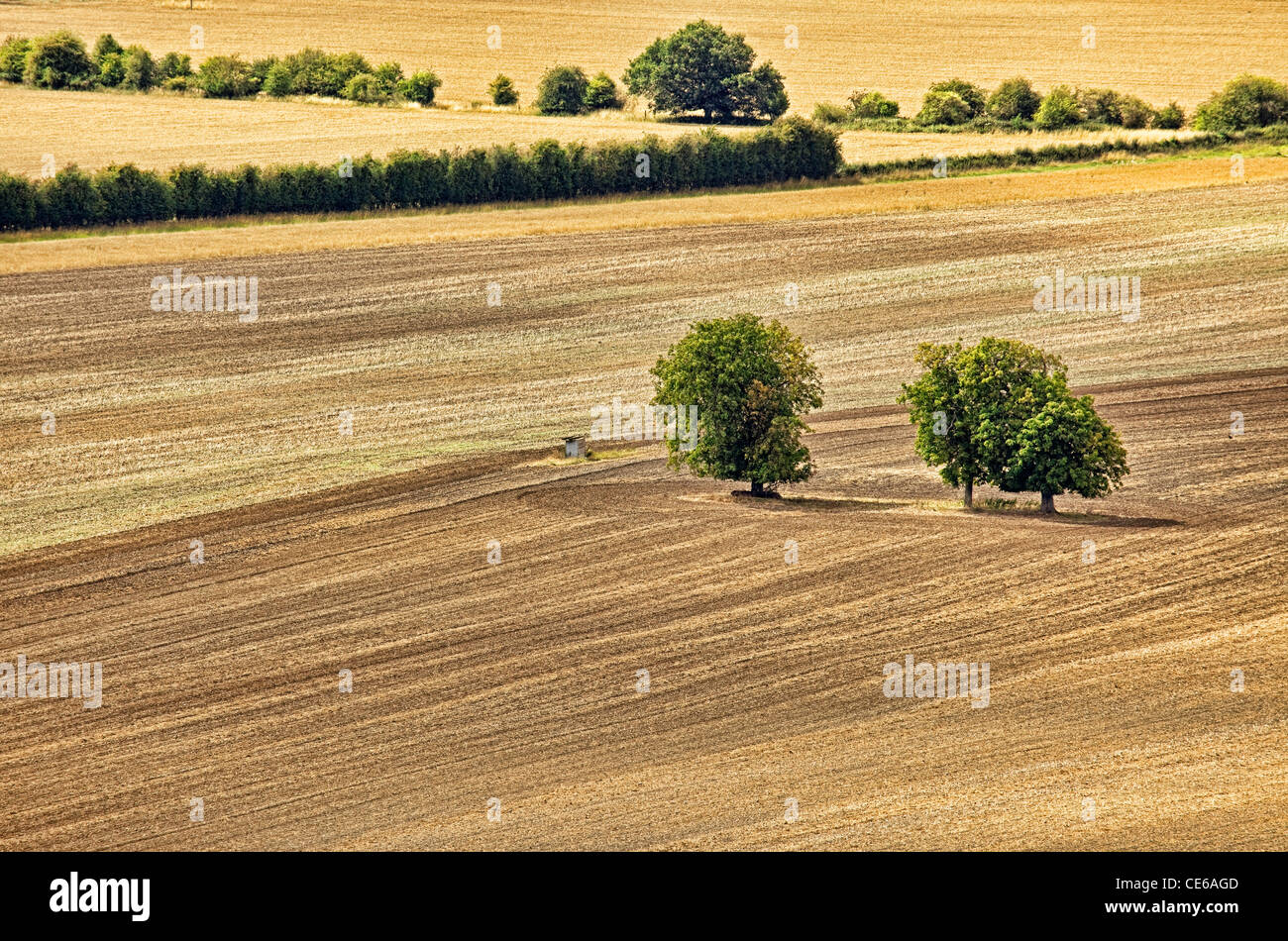 Three tress in a harvested field Stock Photo - Alamy
