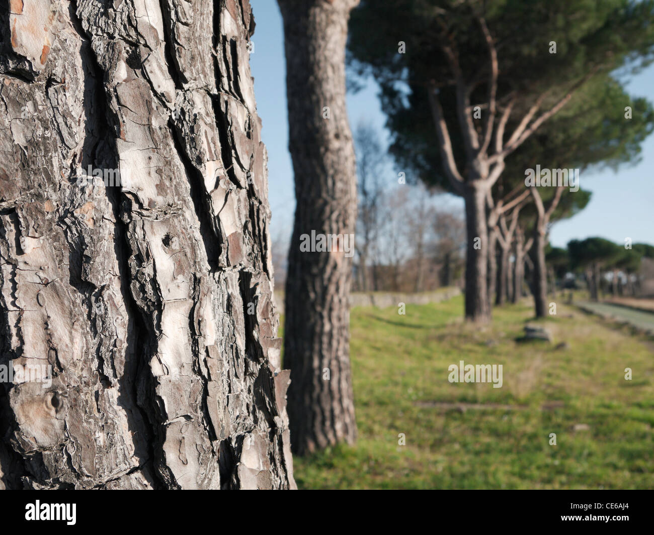 Detail of pine tree, with its beautiful bark texture, afternoon winter ...
