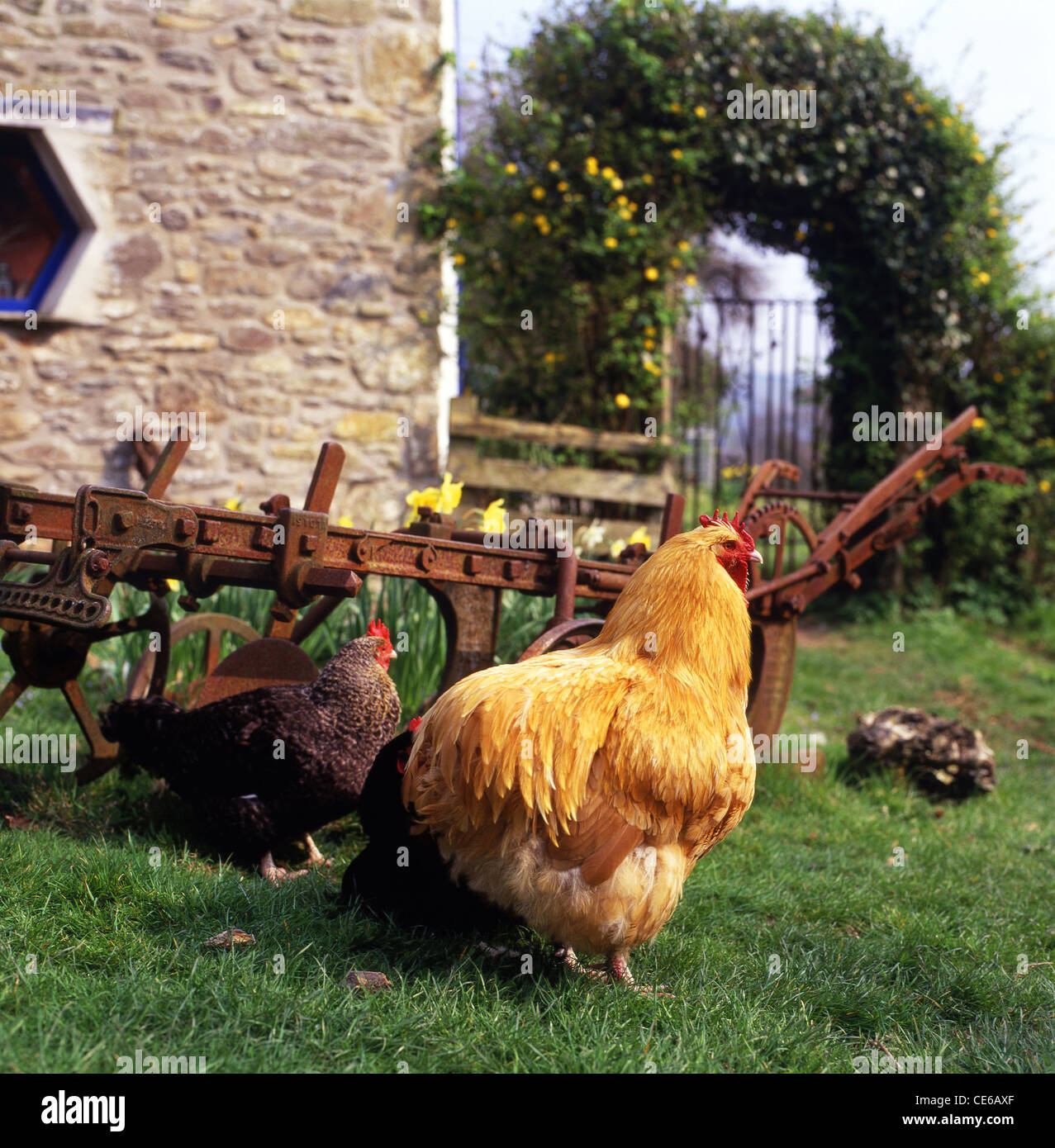 Buff orpington rooster hi-res stock photography and images - Alamy