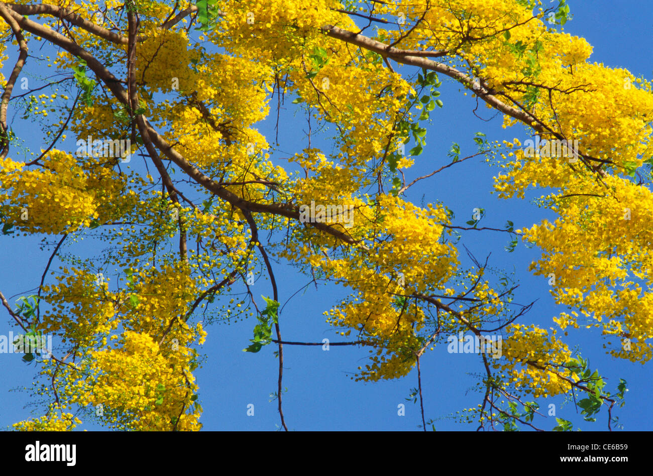 Cassia fistula leaves hi-res stock photography and images - Alamy