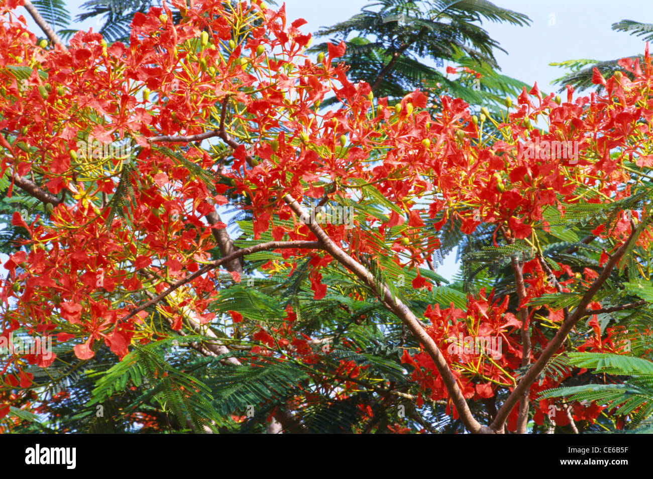 Flowering tree ; Gulmohar ; Delonix regia ; Delon Regia ; Royal poinciana ; Trivandrum ; Kerala ...