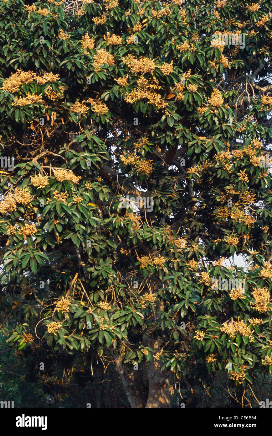 Copal tree hi-res stock photography and images - Alamy