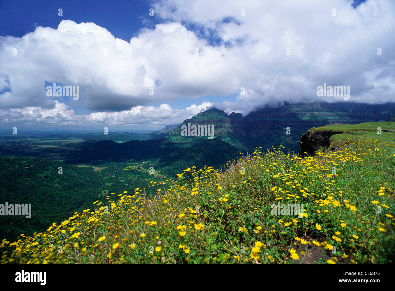landscape western ghats wild flowers valley hills sky clouds ; Malshej ...