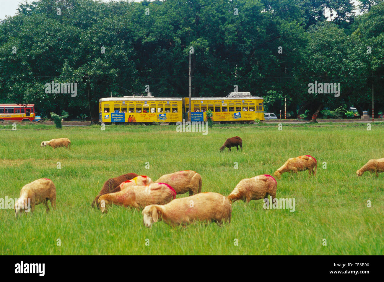 sheep grazing in maidan and tram ; Calcutta kolkata ; West Bengal ...