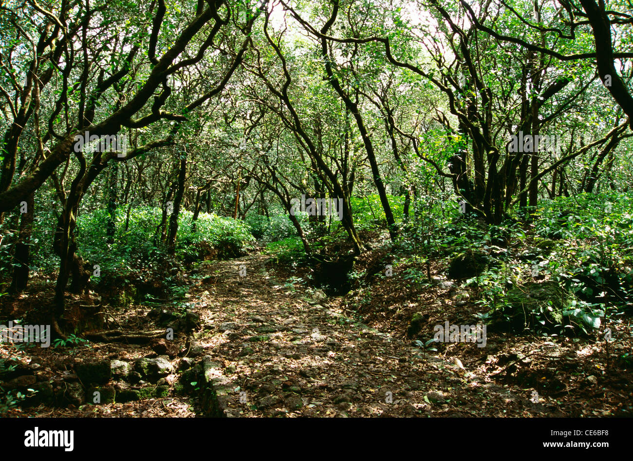 path way in tropical green forest jungle ; Matheran ; Maharashtra ...