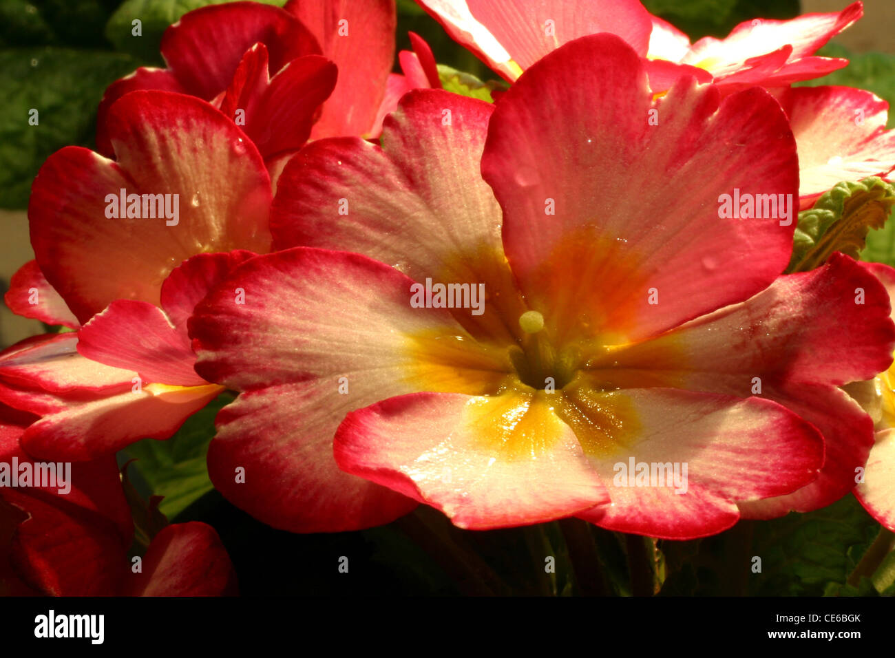 Primrose (Primula) macro Stock Photo - Alamy